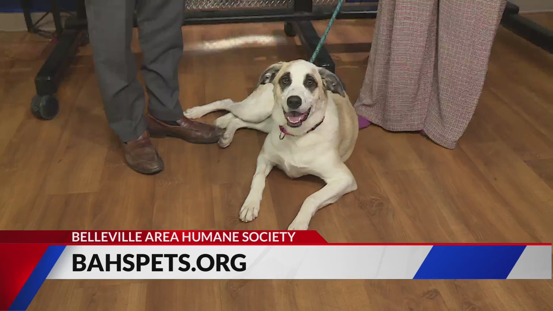 Belleville Area Humane Society aims to find ‘Tinkerbell’ as forever ...