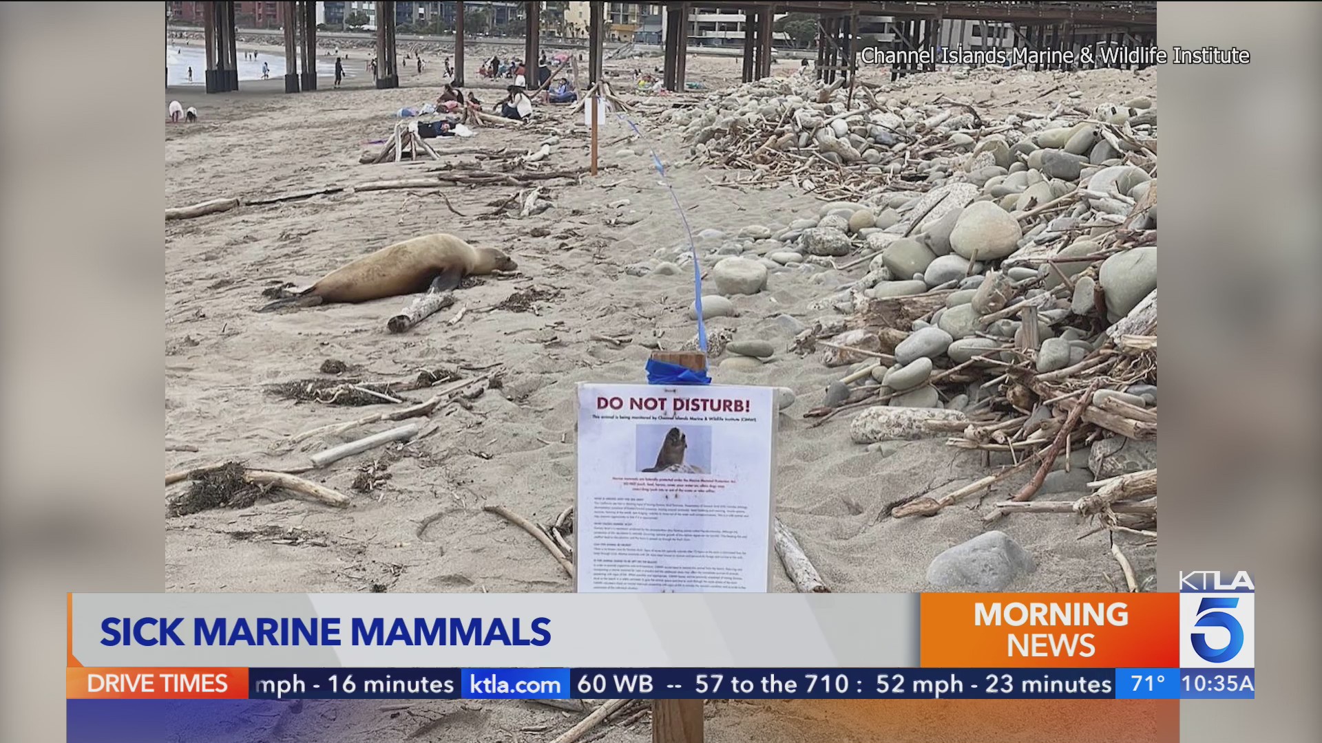 Sick sea lions, dolphins overwhelming Southern California rescue ...