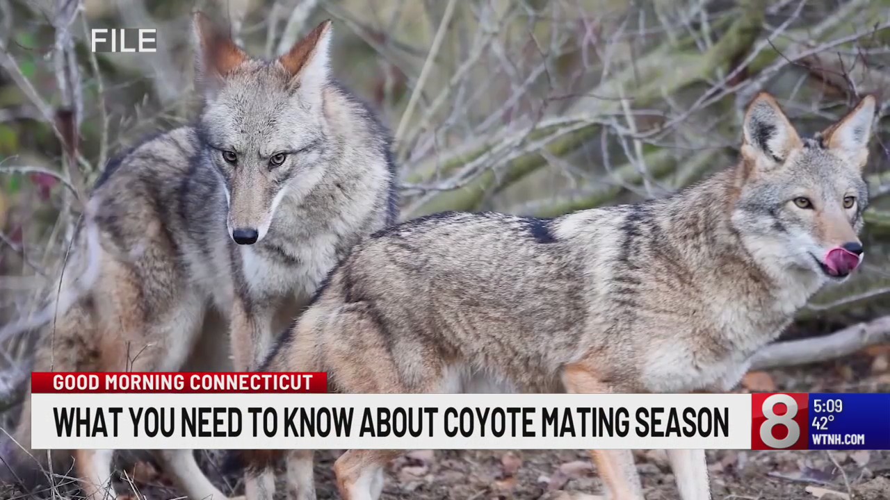 What you need to know about coyote mating season – WTNH.com
