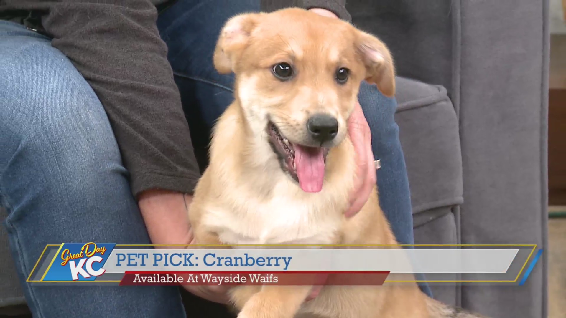 PET PICK: Cranberry – FOX 4 Kansas City WDAF-TV | News, Weather, Sports