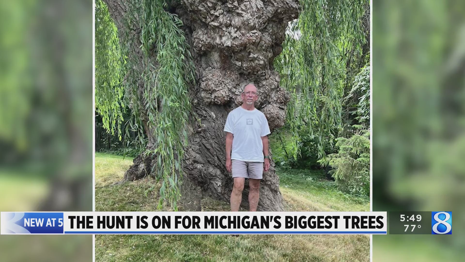 Michigan’s Big Tree Hunt back for another year – WOODTV.com