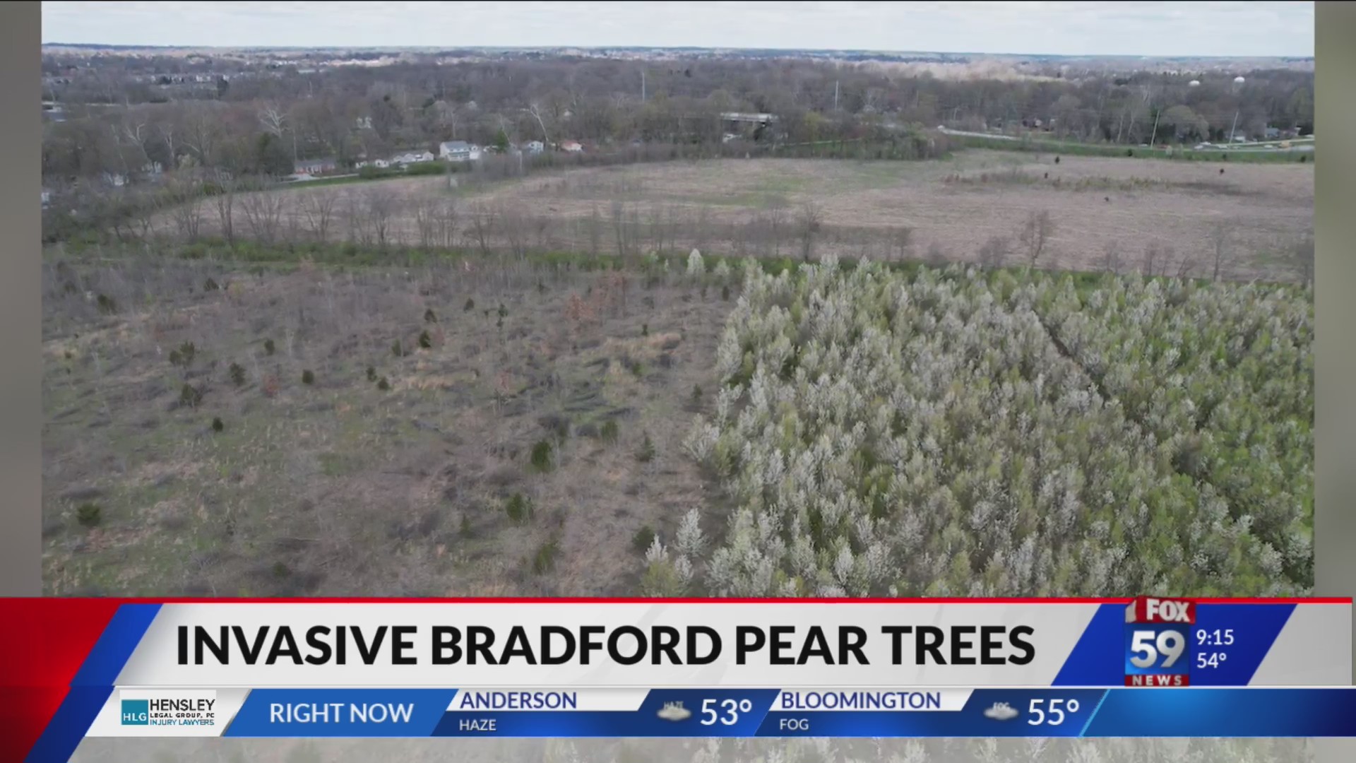 What Hoosiers should know about Invasive Pear Trees – Fox 59