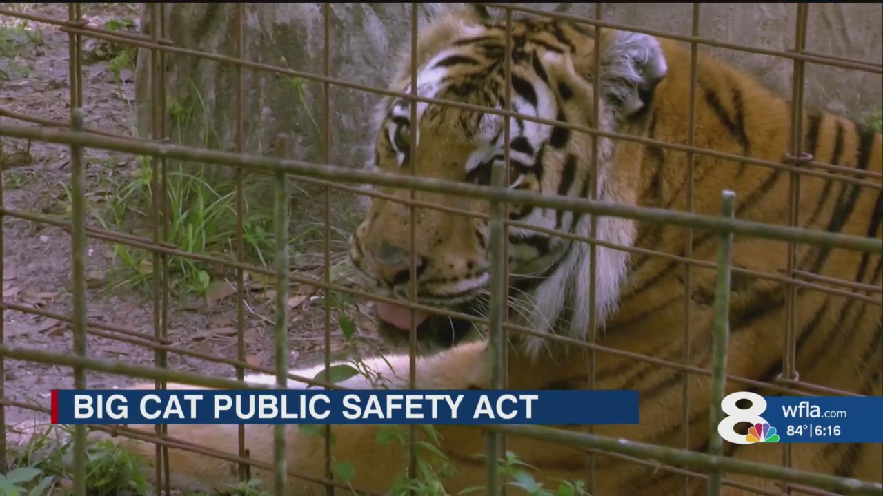Federal deadline approaches to register big cats – WFLA