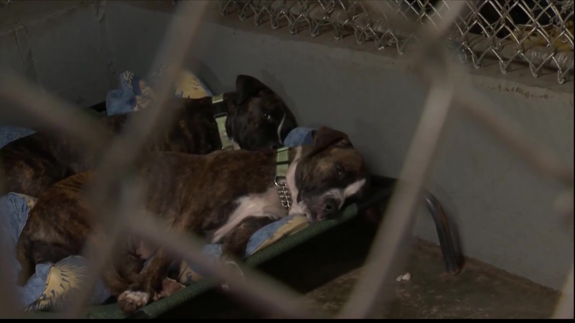 Animal shelters reach an all-time high overpopulation crisis – WSAV-TV