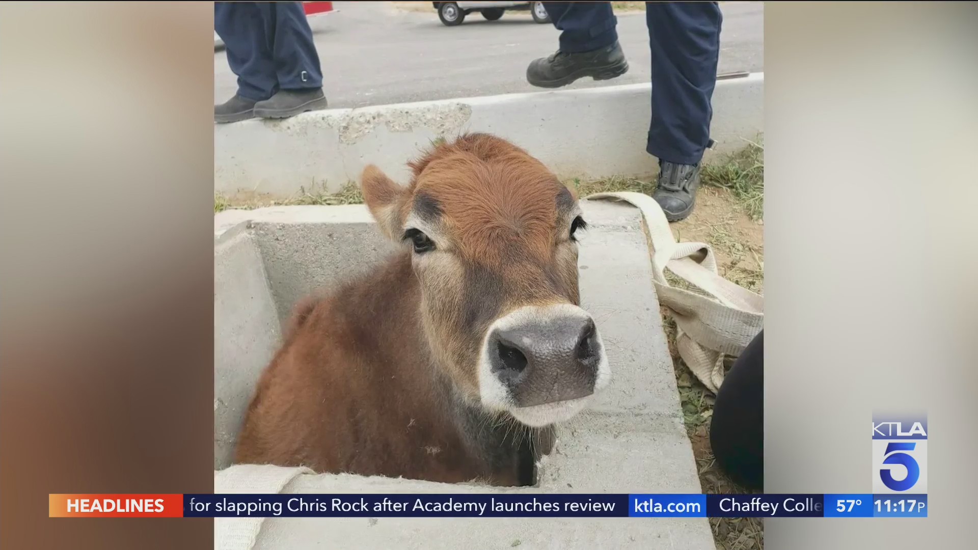Cow rescued from concrete culvert in Yucaipa – KTLA