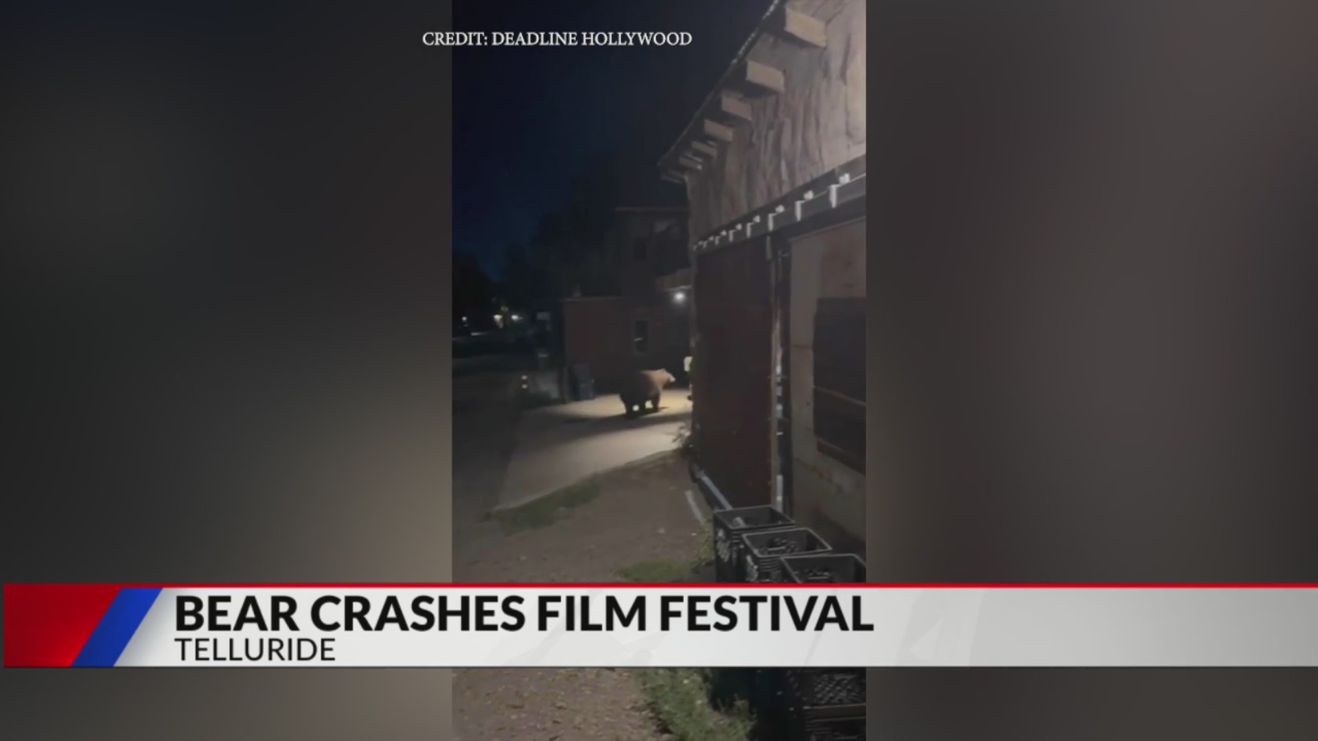 Watch: Bear walks into Telluride restaurant looking for a snack – FOX31 ...