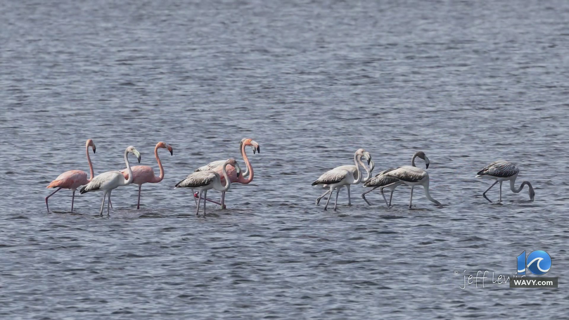 Flamingo sightings along the East Coast after Hurricane Idalia – WAVY.com
