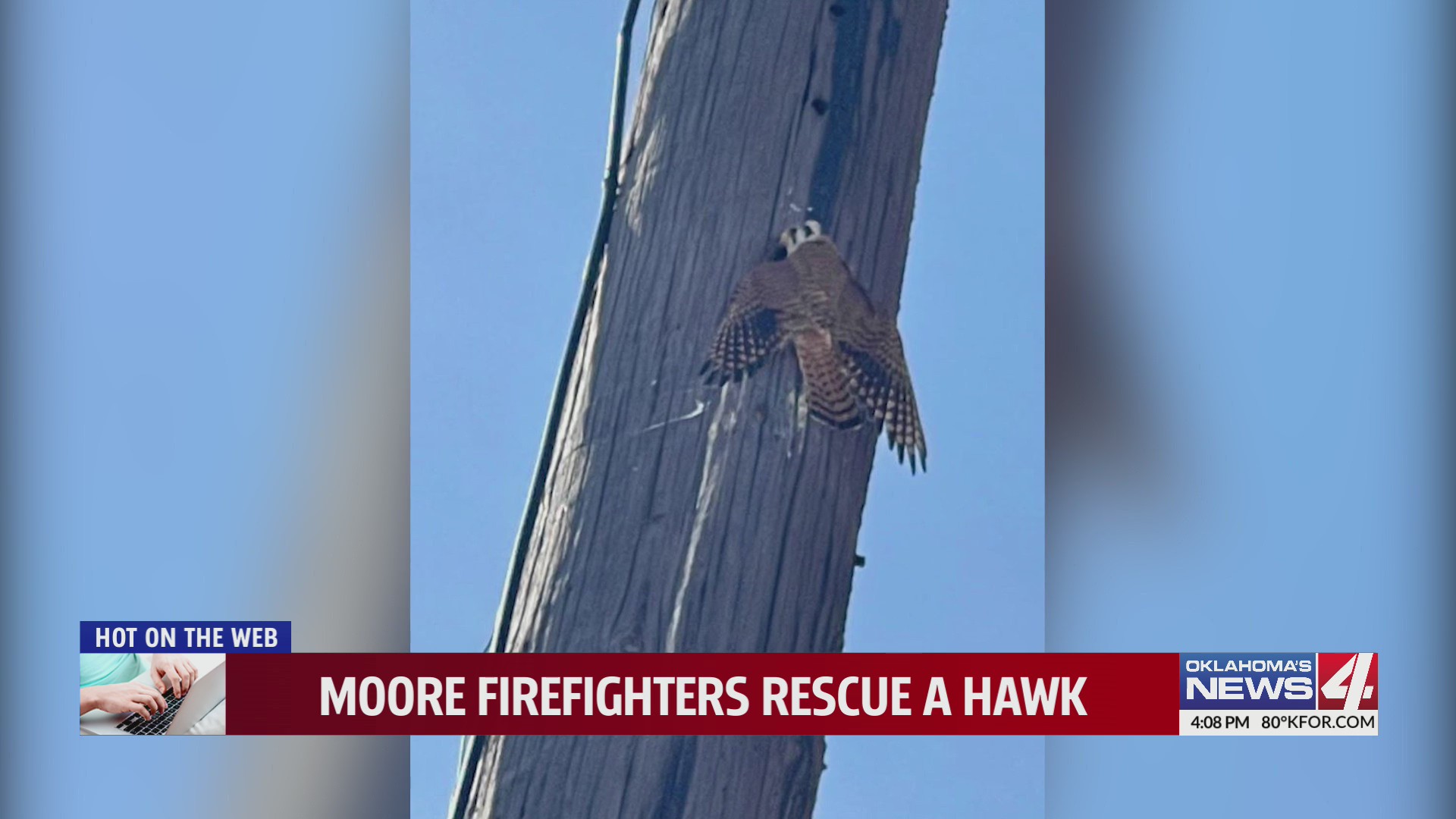 Moore firefighters rescue hawk from pole – KFOR.com Oklahoma City