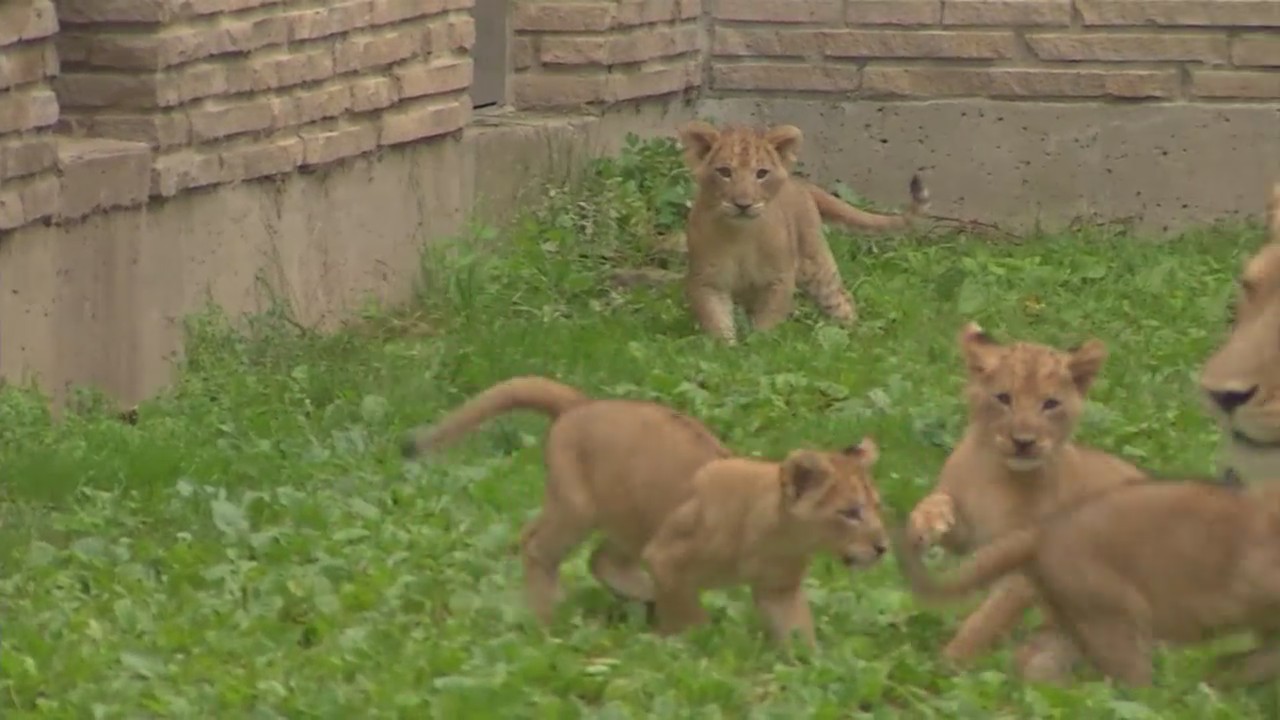 You can see the Buffalo Zoo’s new lion cubs – News 4 Buffalo