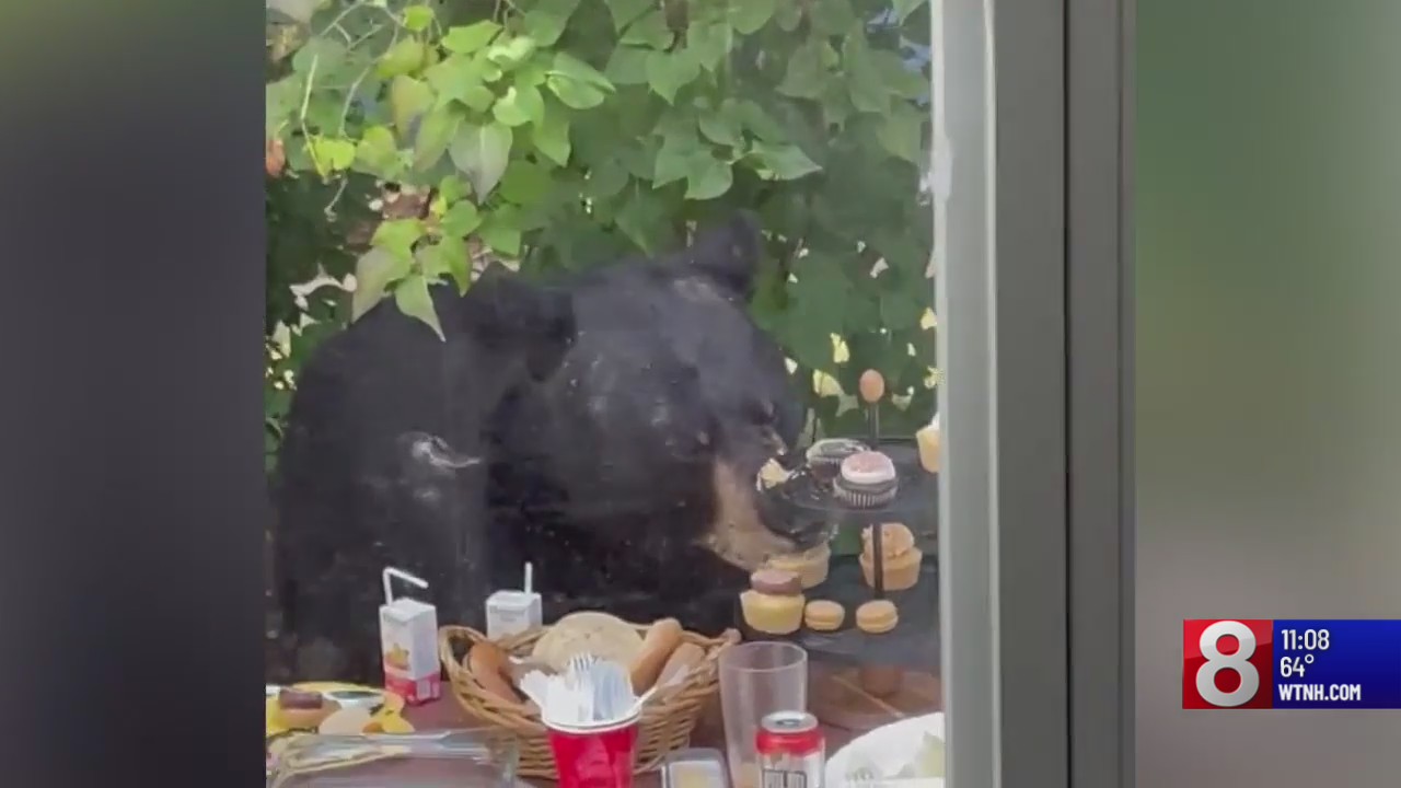 Uninvited guest: Bear crashes West Hartford birthday party, eats ...