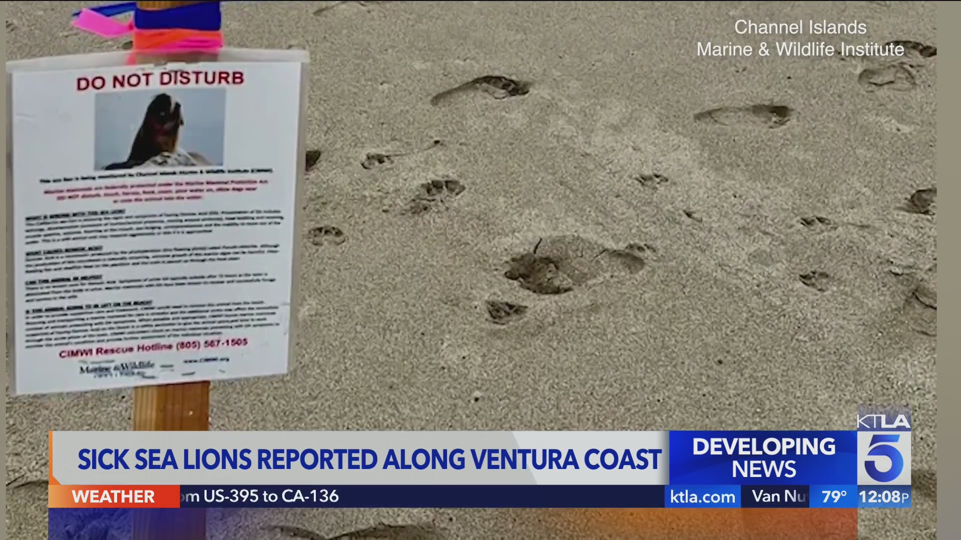 Sick lions sick along Ventura, SB coast – KTLA
