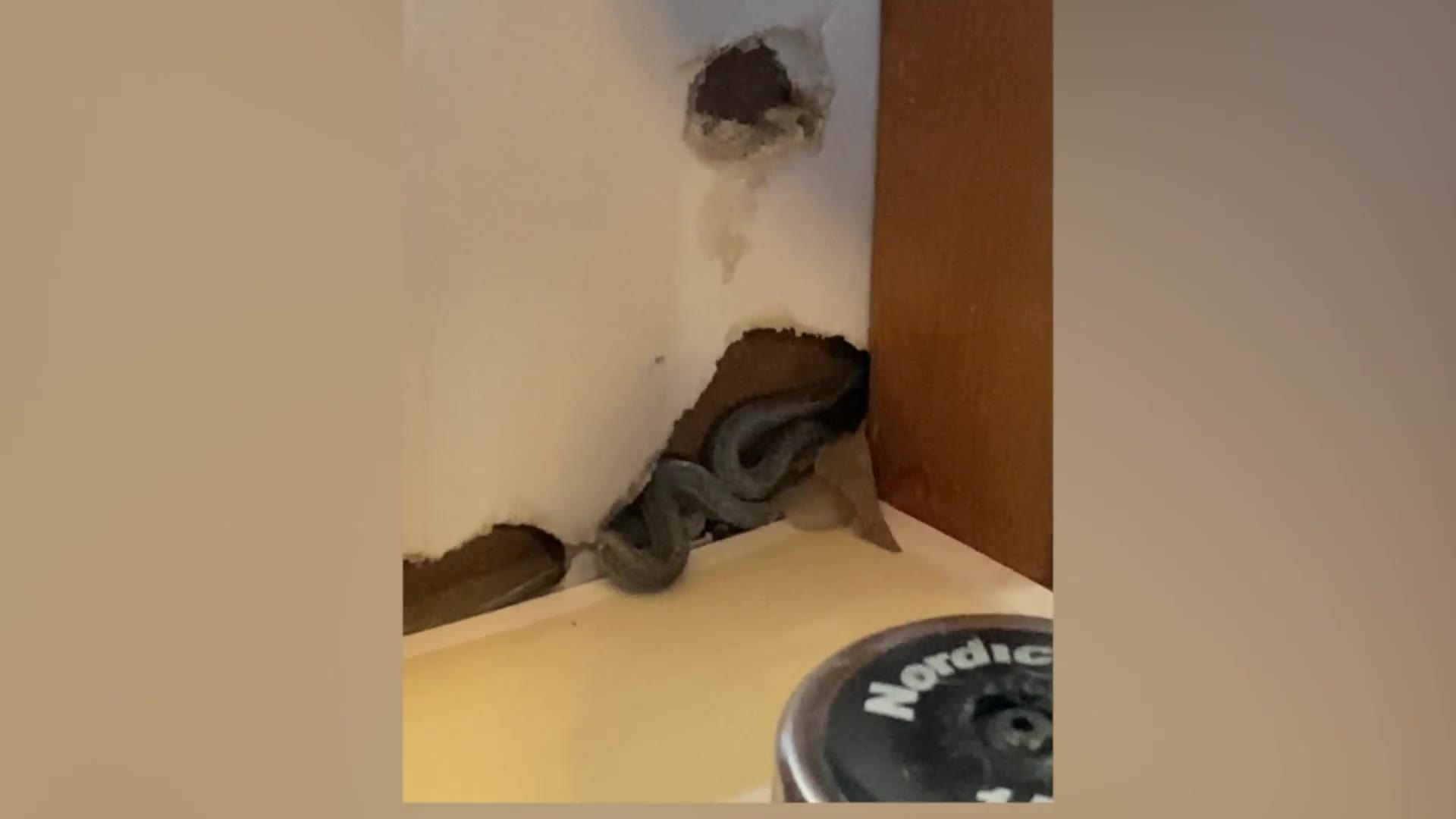 Snakes inside walls of woman’s new home – FOX31 Denver