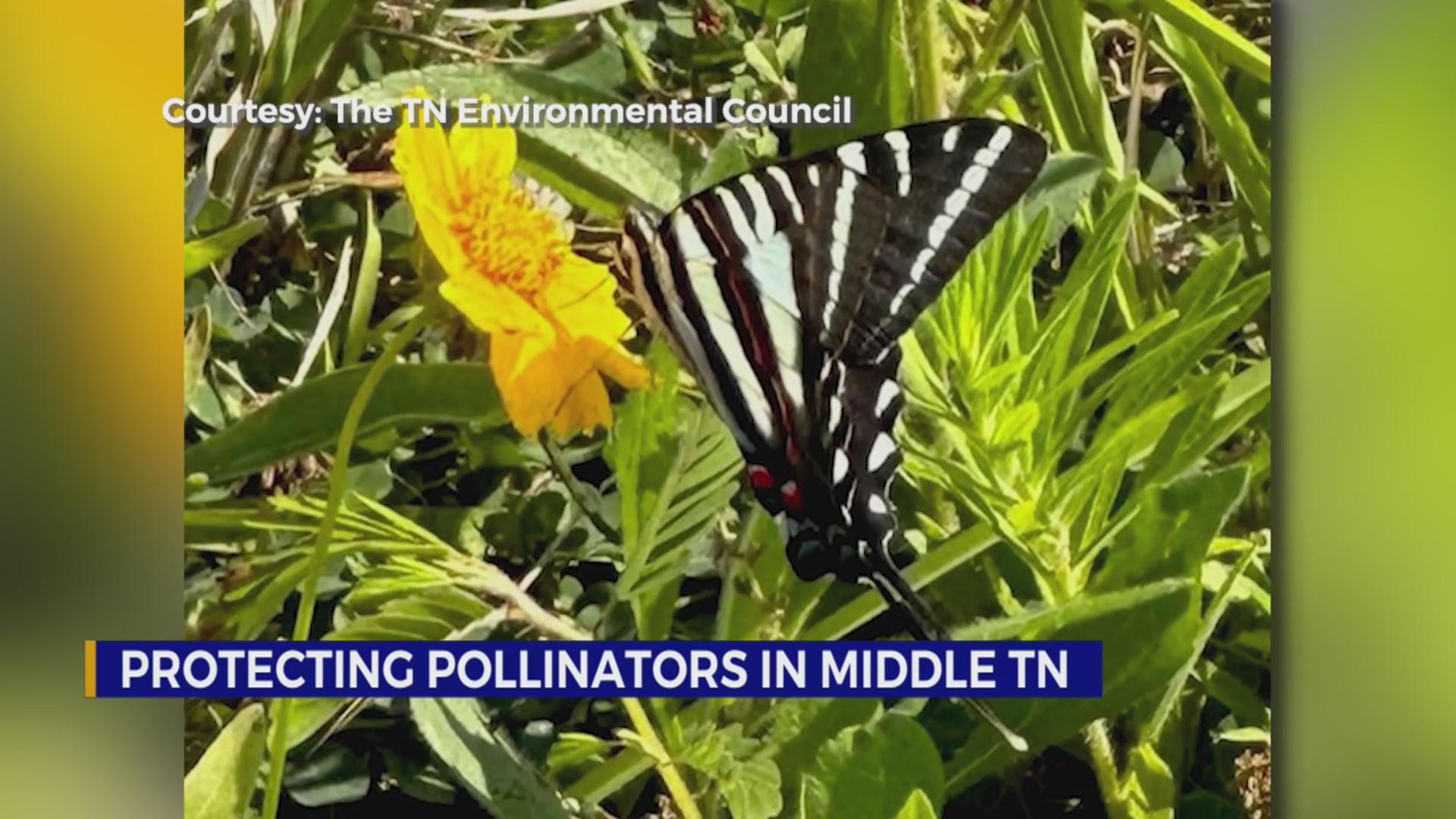 Protecting pollinators in Middle TN – WKRN News 2