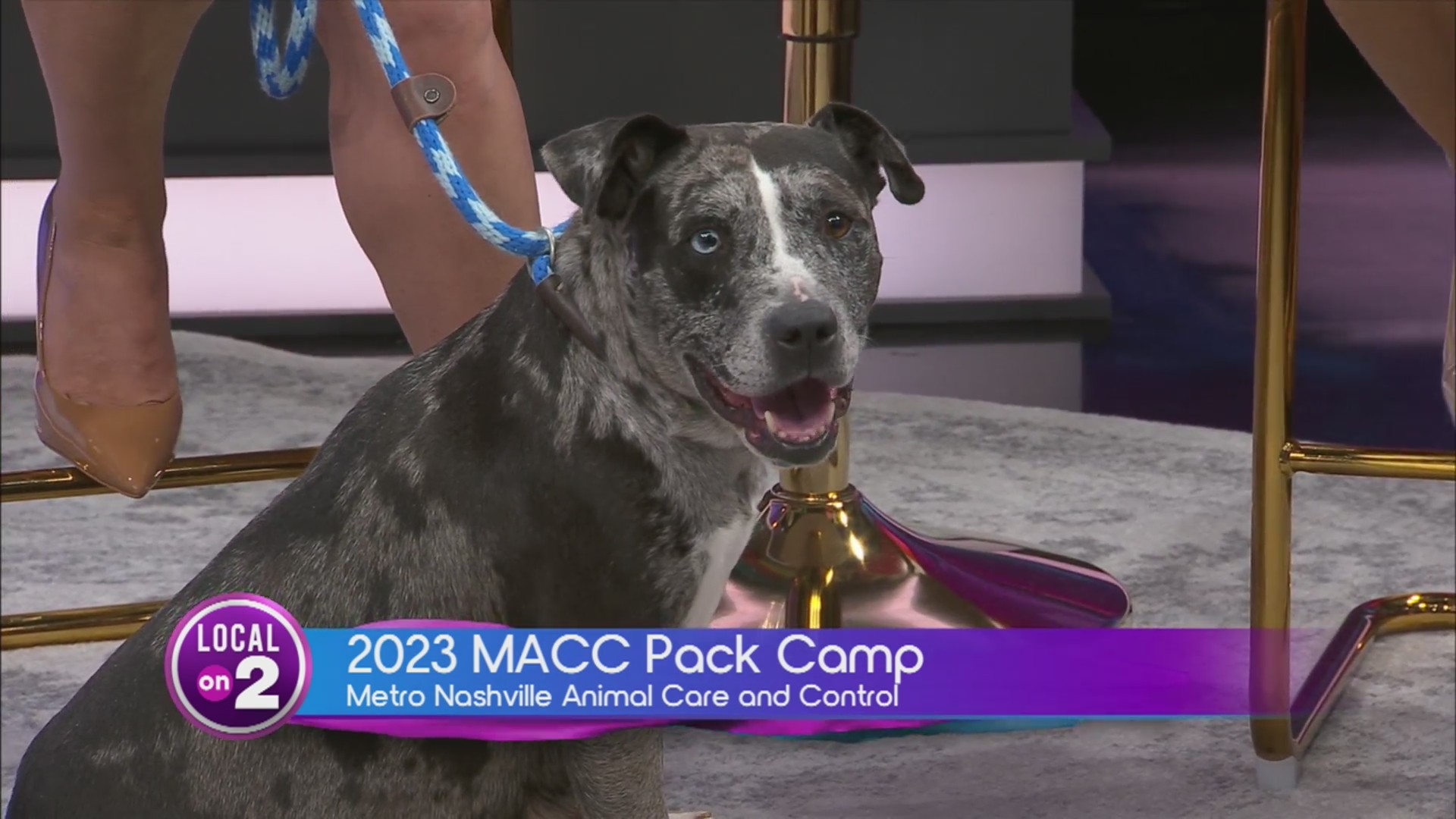 MACC Animal Shelter hosting first of it’s kinds summer camp – WKRN News 2