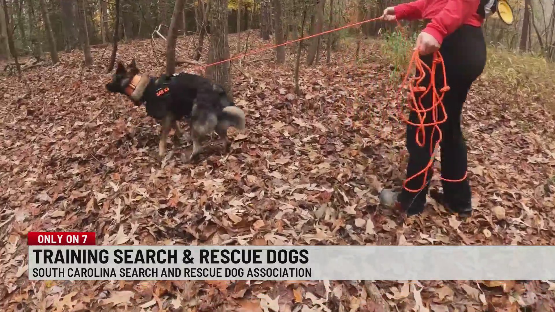 7NEWS EXCLUSIVE: South Carolina Search and Rescue Dog Association ...