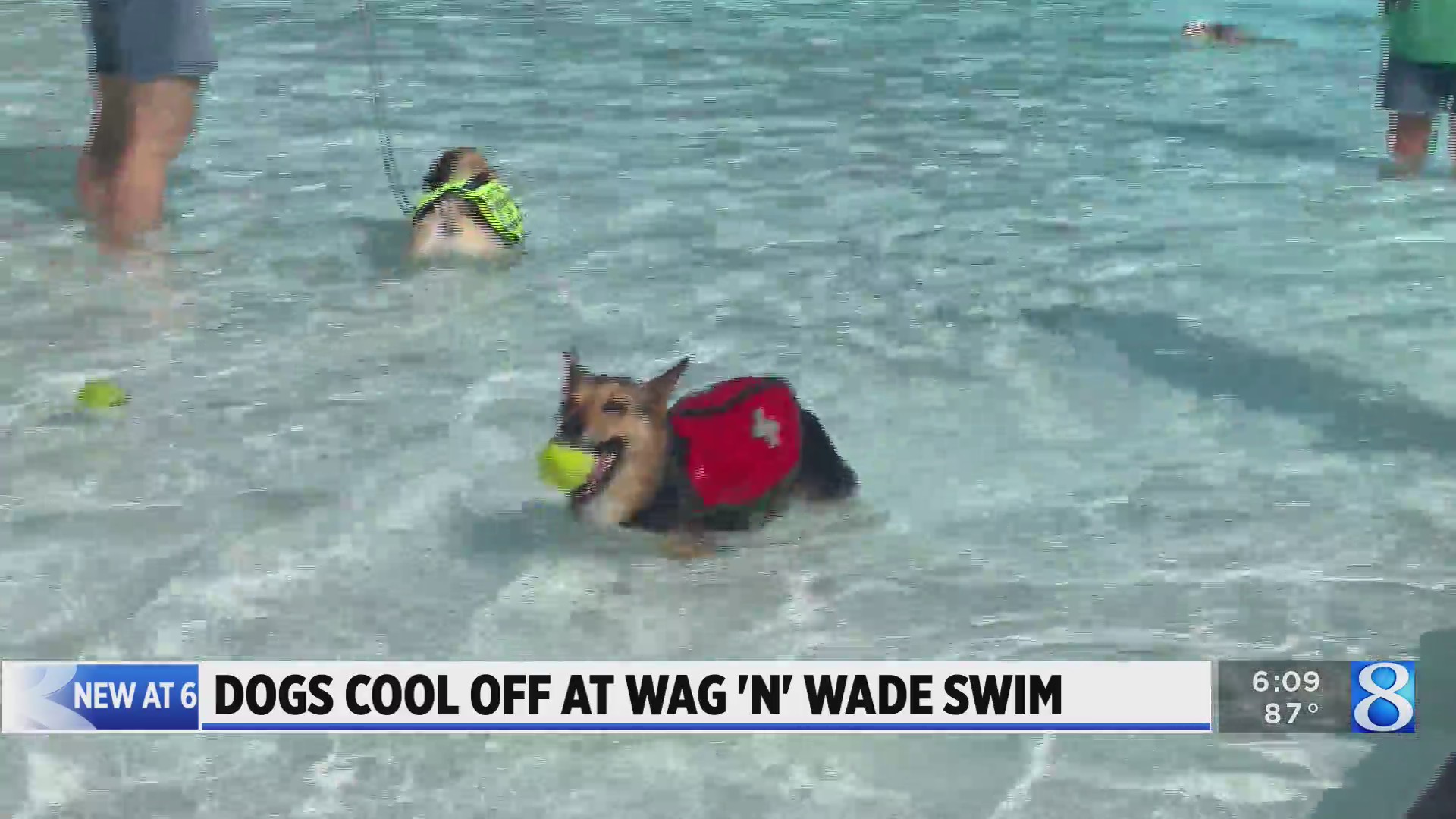 Hundreds of dogs cool off at 6th annual Wag ‘N’ Wade Swim – WOODTV.com