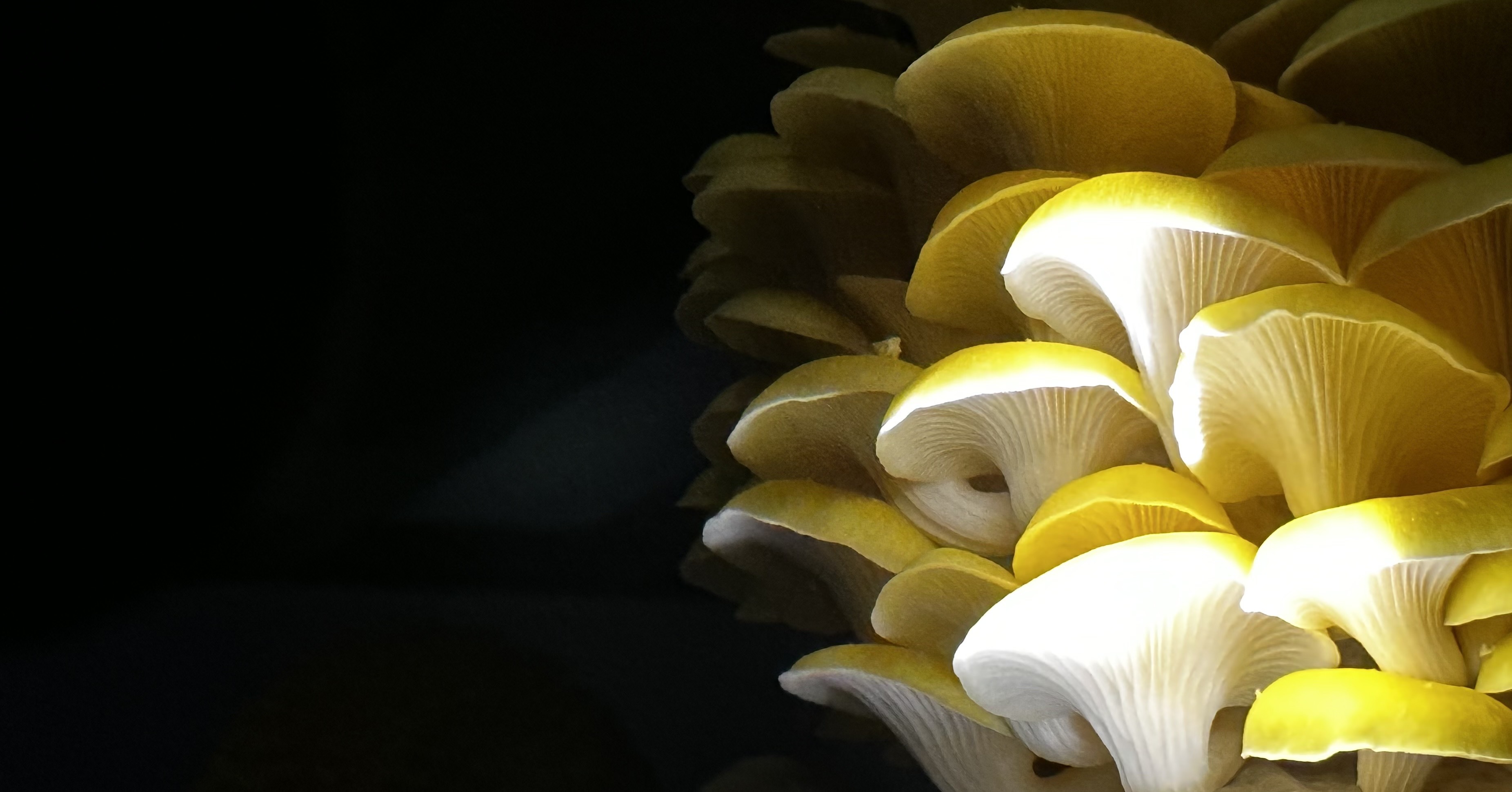 Mushroom invasion in Central Texas ‘definitely not just a food fad ...