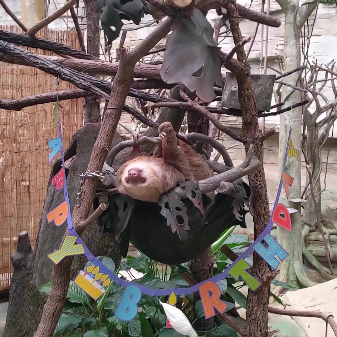 Brookfield Zoo’s sloth ‘Jennifer Lawrence’ celebrates her 7th birthday ...