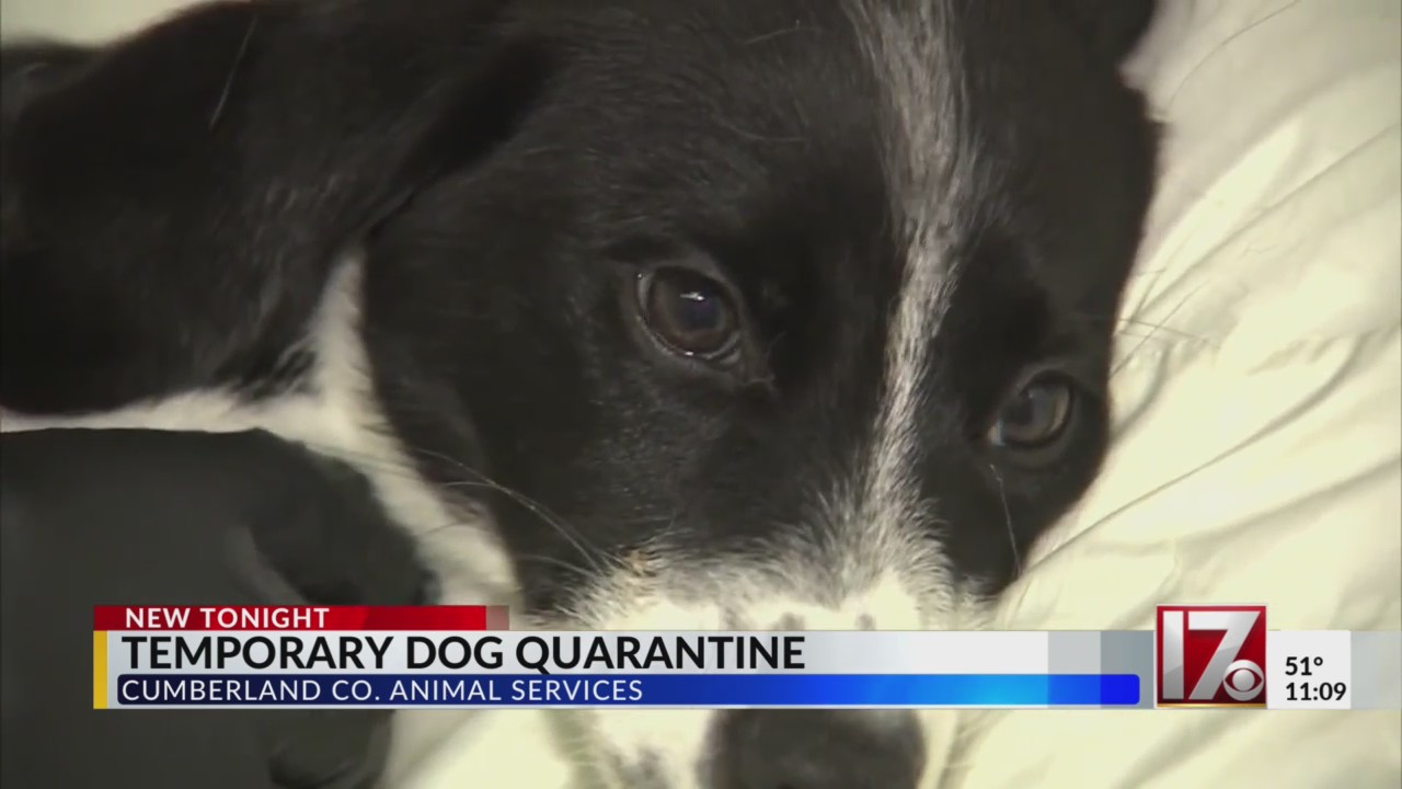 Canine virus prompts temporary dog quarantine at Cumberland County ...