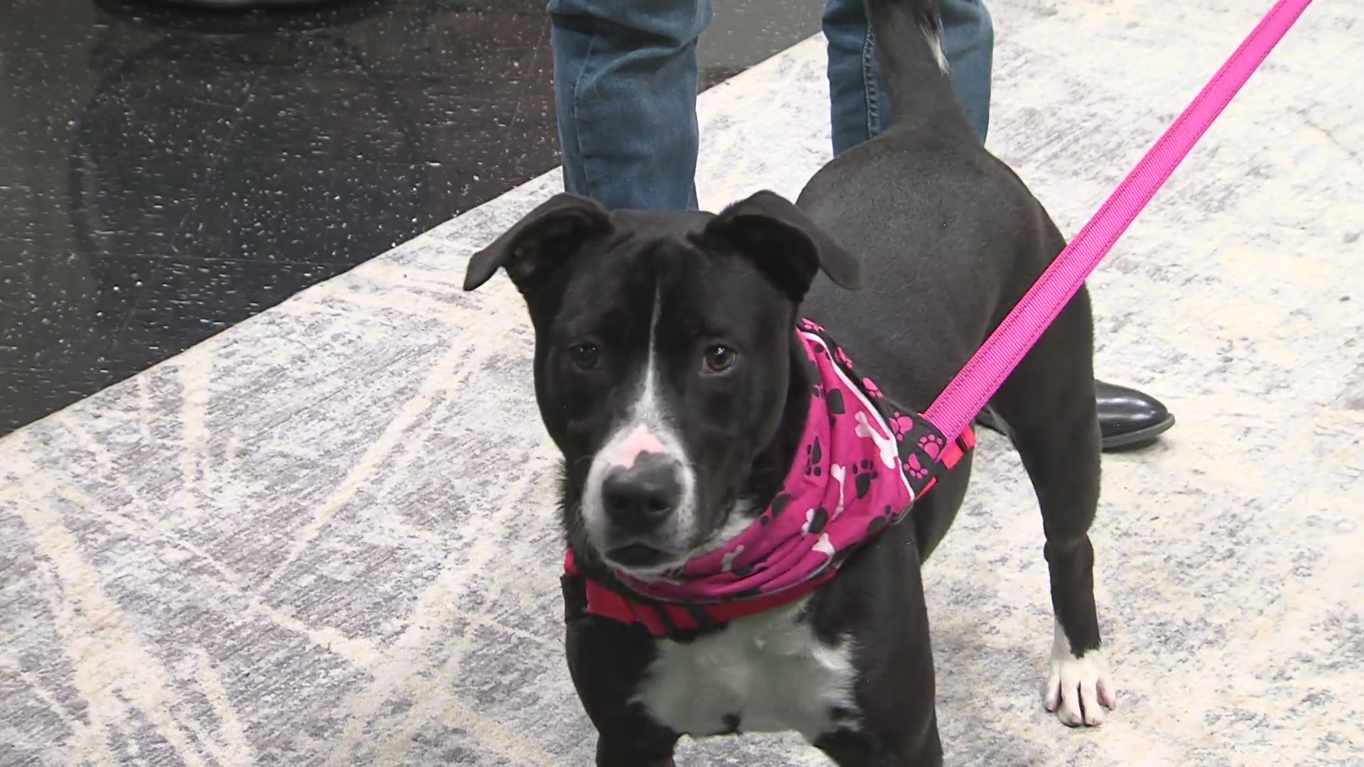 Animal Humane shares the benefits of pet adoption – KRQE NEWS 13 ...