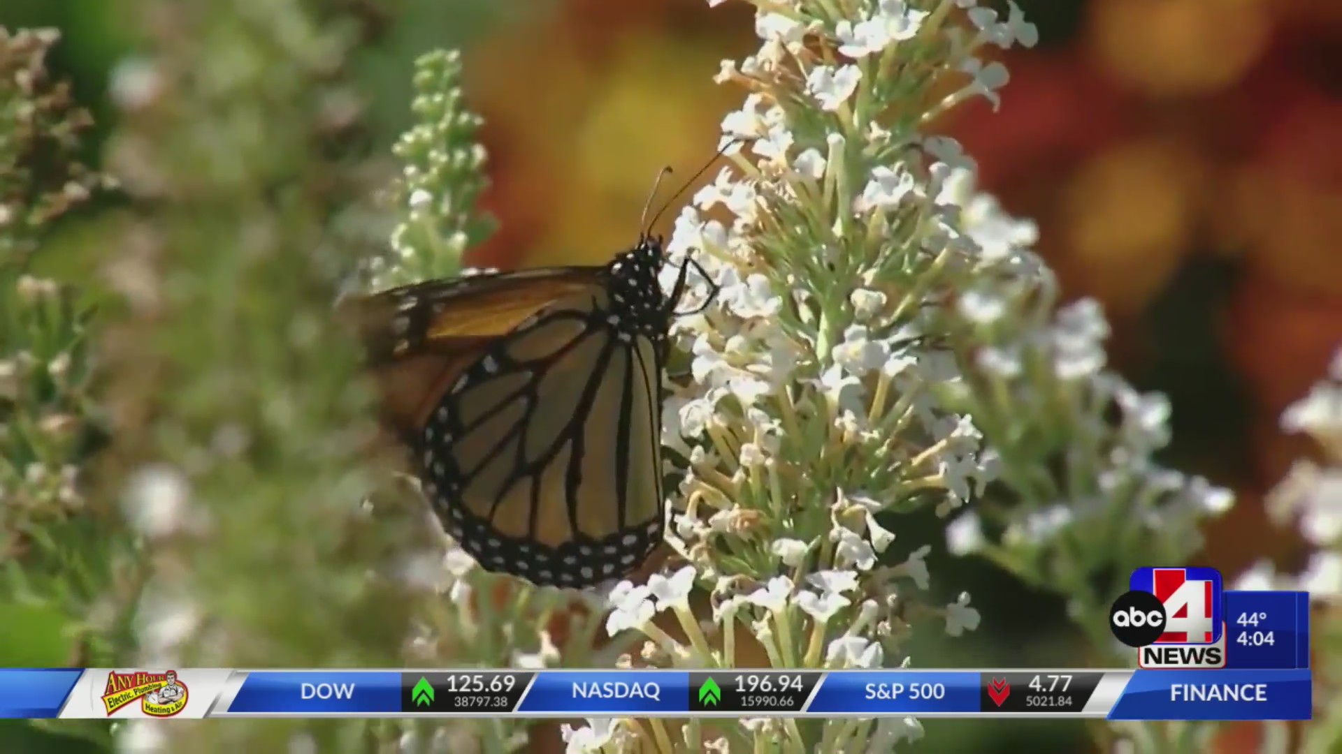 How Utah is becoming a safe haven for monarch butterflies – ABC4 Utah