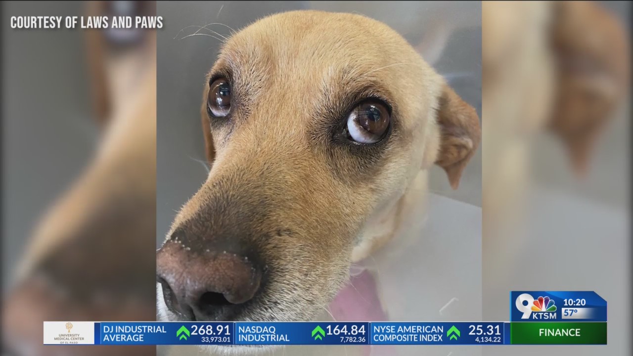 ‘Buddy the therapy dog’ sworn in a year after being abused by previous ...