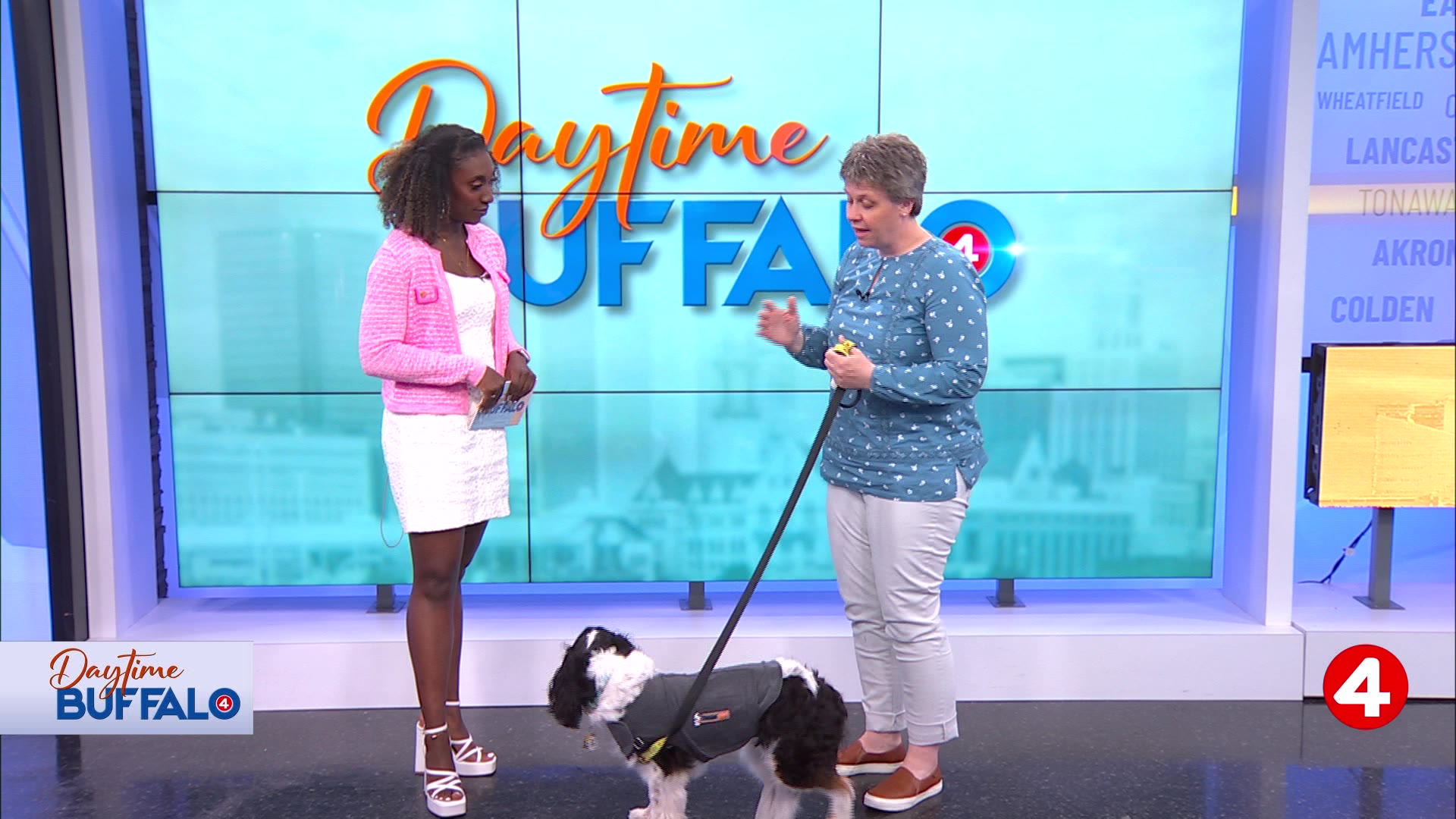 Daytime Buffalo: SPCA 4th of July Pet Safety Tips – News 4 Buffalo