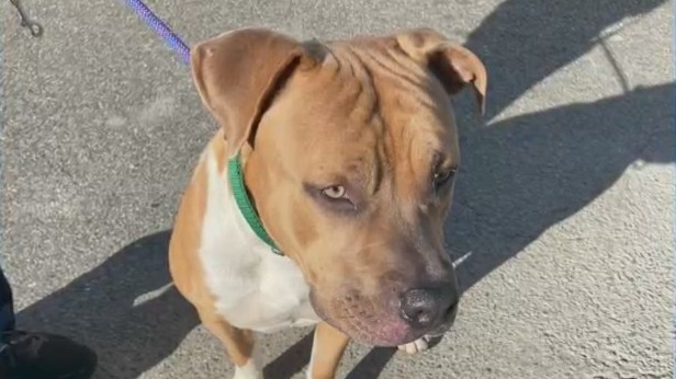 LI dog survives being stabbed 17 times: ‘Unimaginable’ – PIX11