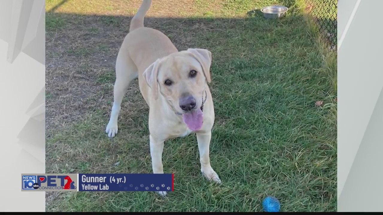 Gunner – NEWS10 ABC