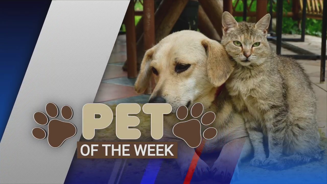 Dodger is our Pet of the Week! – FOX8 WGHP