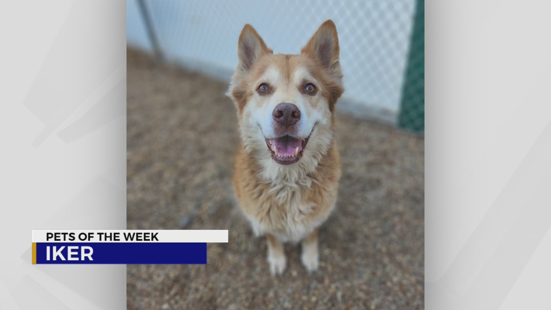 Pets of the Week for January 10, 2023 – WKRN News 2