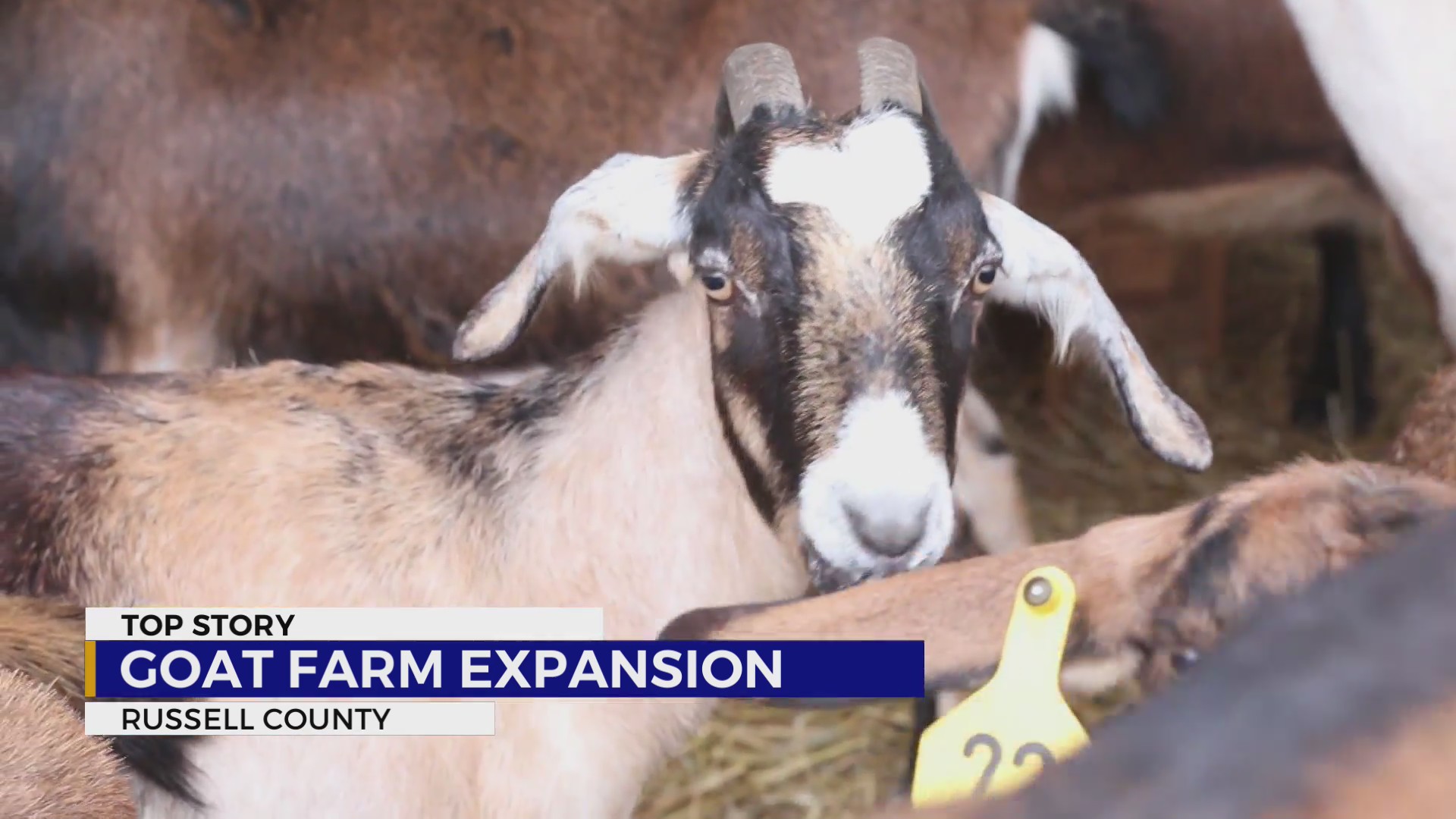 SW Virginia goat farm branches out with new products – WJHL | Tri ...