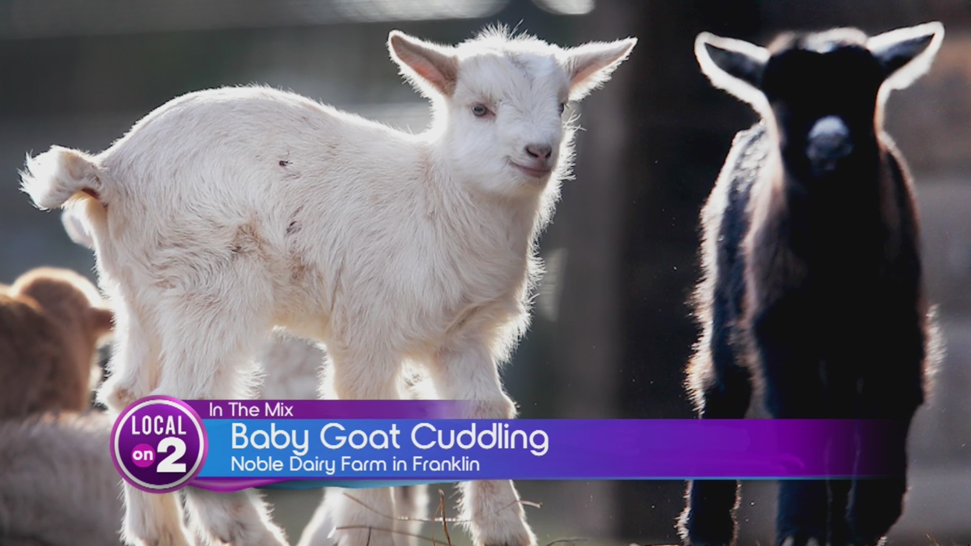 Cuddle a baby goat at Noble Dairy Farm in Franklin – WKRN News 2
