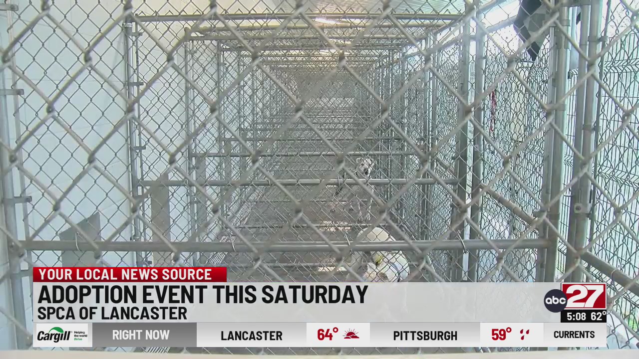 Pennsylvania SPCA locations to waive dog adoption fees for one day – ABC27