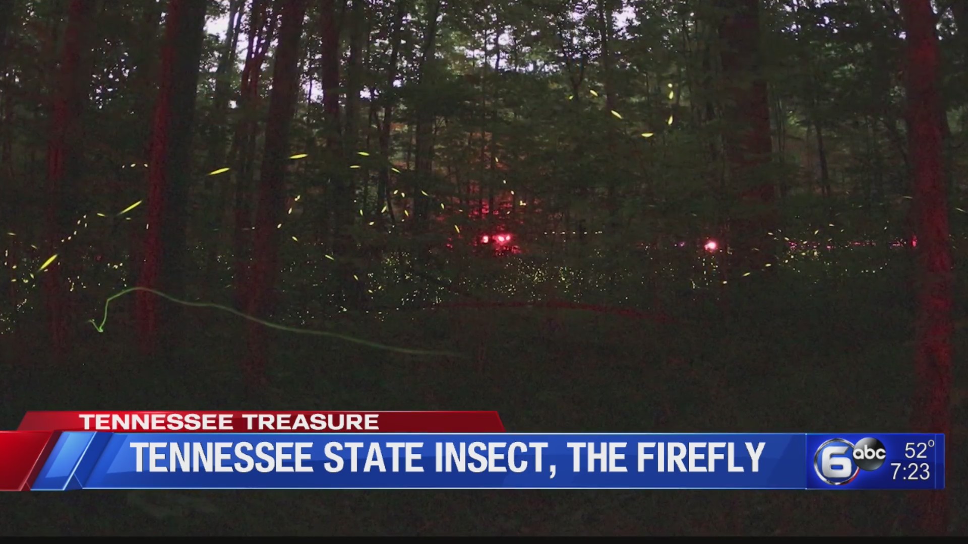 Tennessee’s State Insect: The Firefly – WATE 6 On Your Side