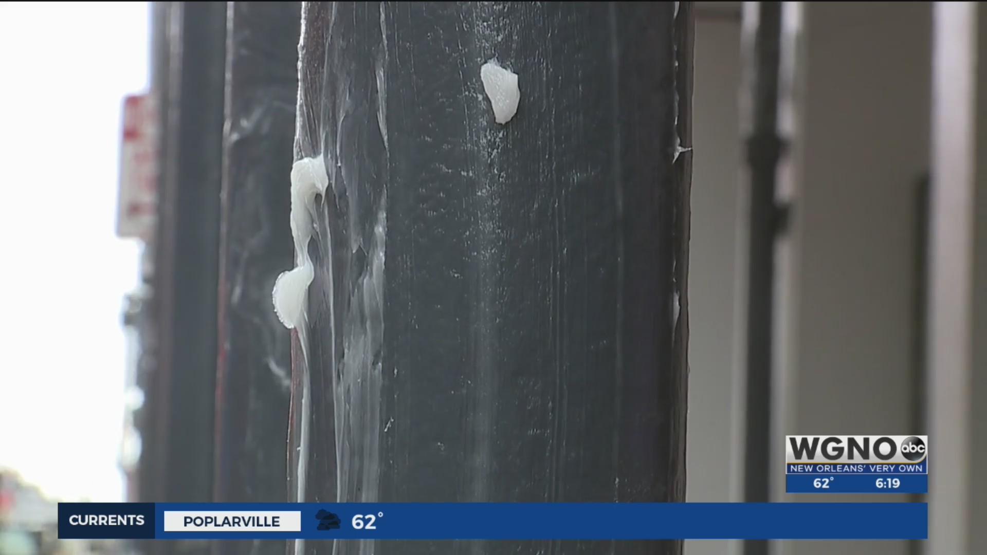 Who are the 2024 Greasing of the Poles contestants at Royal Sonesta? – WGNO