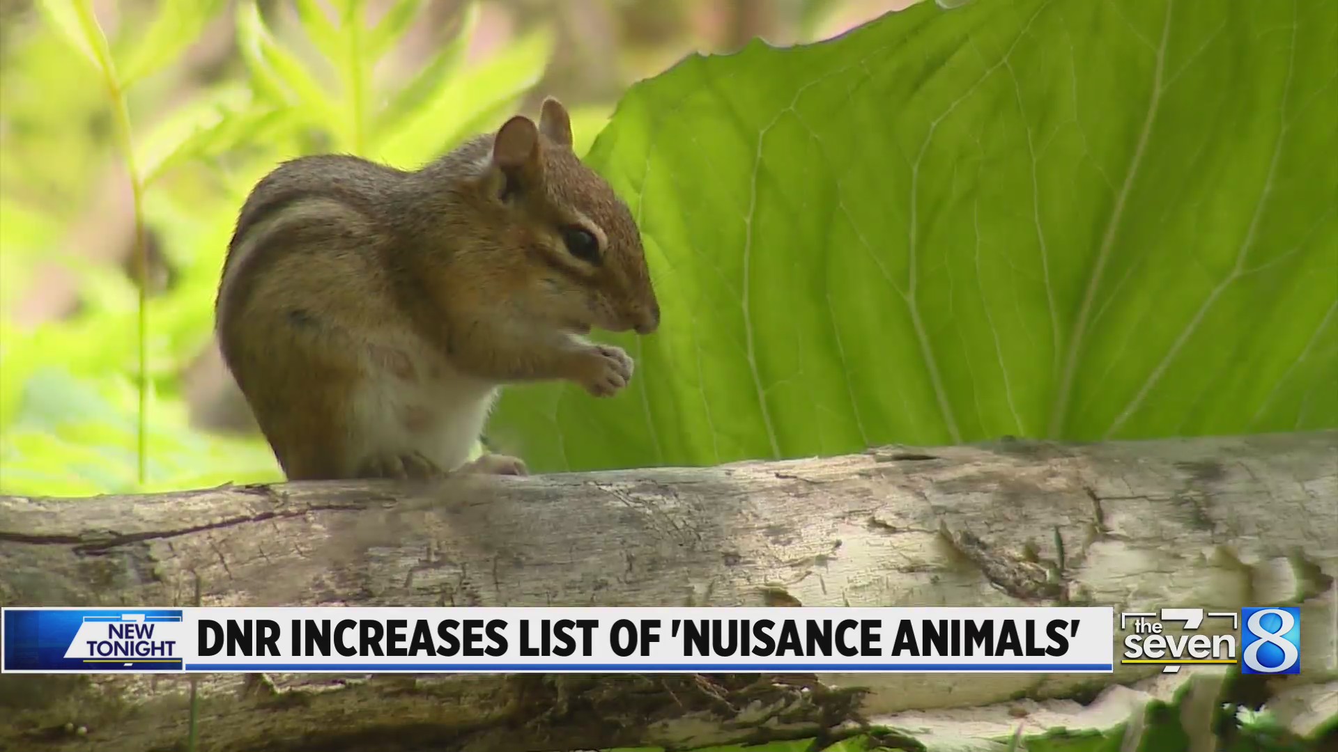 DNR increases list of ‘nuisance animals’ – WOODTV.com
