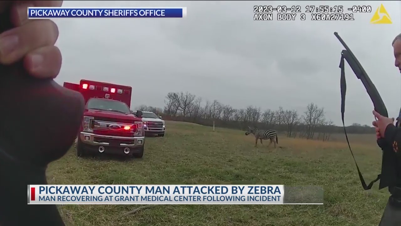 Zebra bites man’s arm in Pickaway County before being put down – NBC4 ...