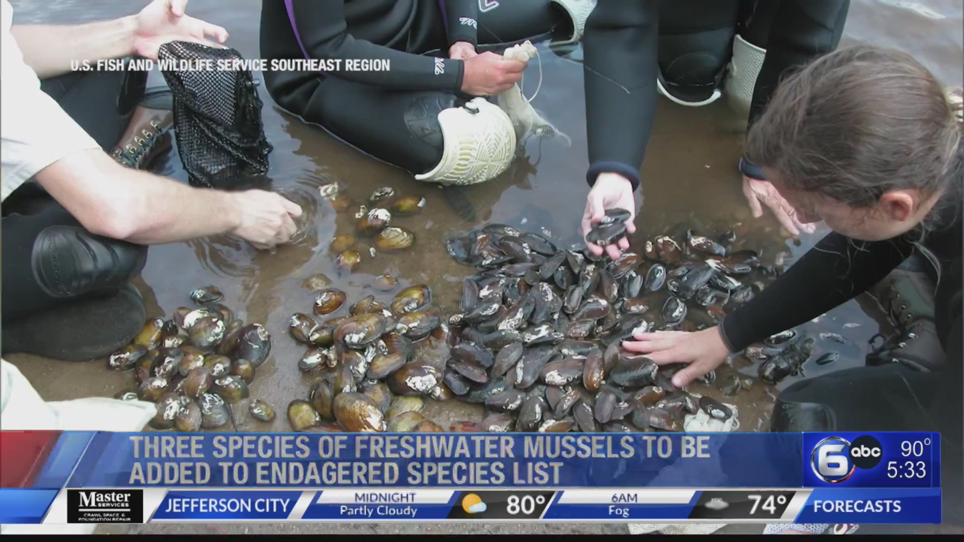Mussels that live in TN River basin could become endangered species ...