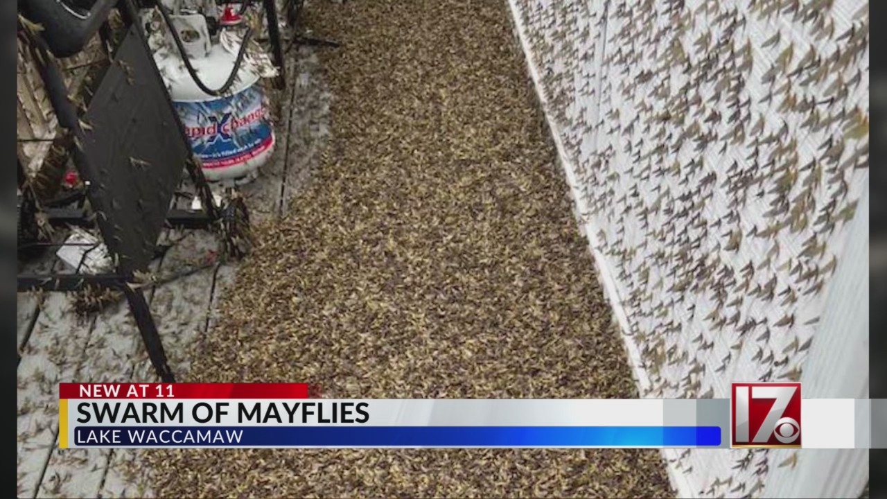 ‘Invasion’: Massive swarm of mayflies stuns residents at NC lake – WJET/WFXP/YourErie.com