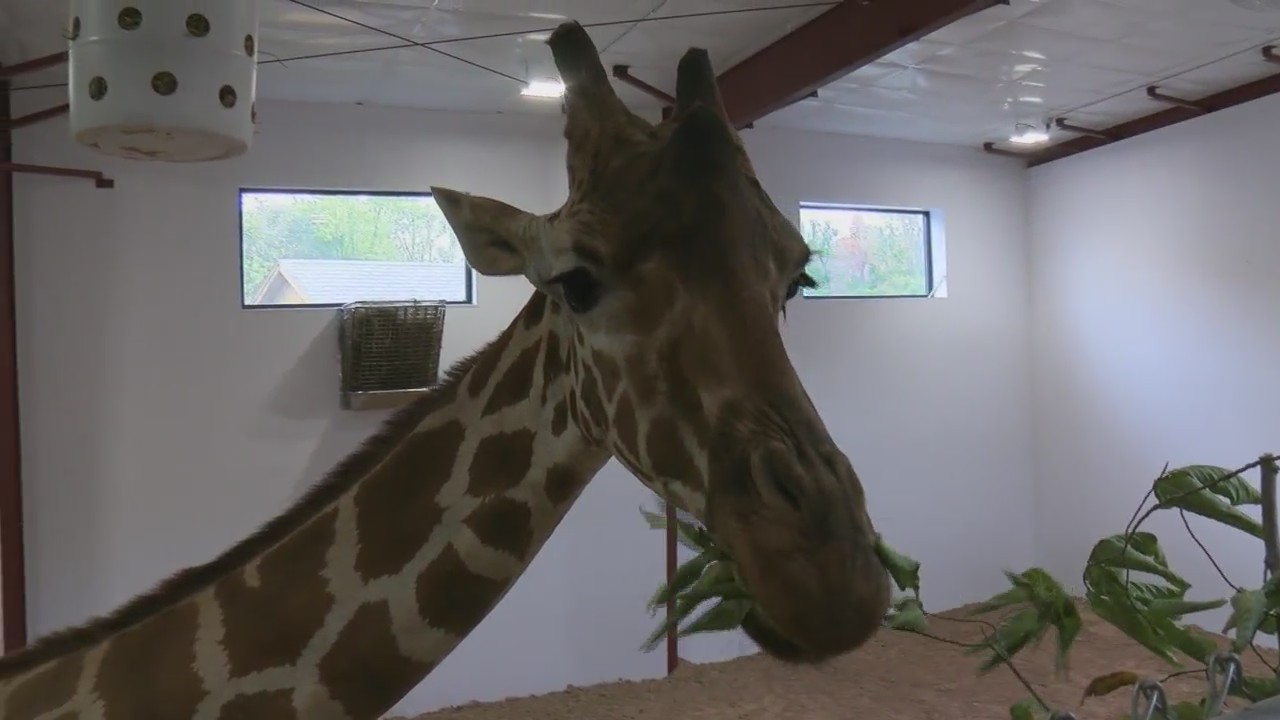 NEW Zoo welcomes new larger-than-life addition – WFRV Local 5 – Green ...
