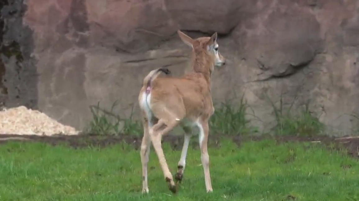 3-week-old bontebok calf jumps for joy as sunny days arrive – KOIN.com