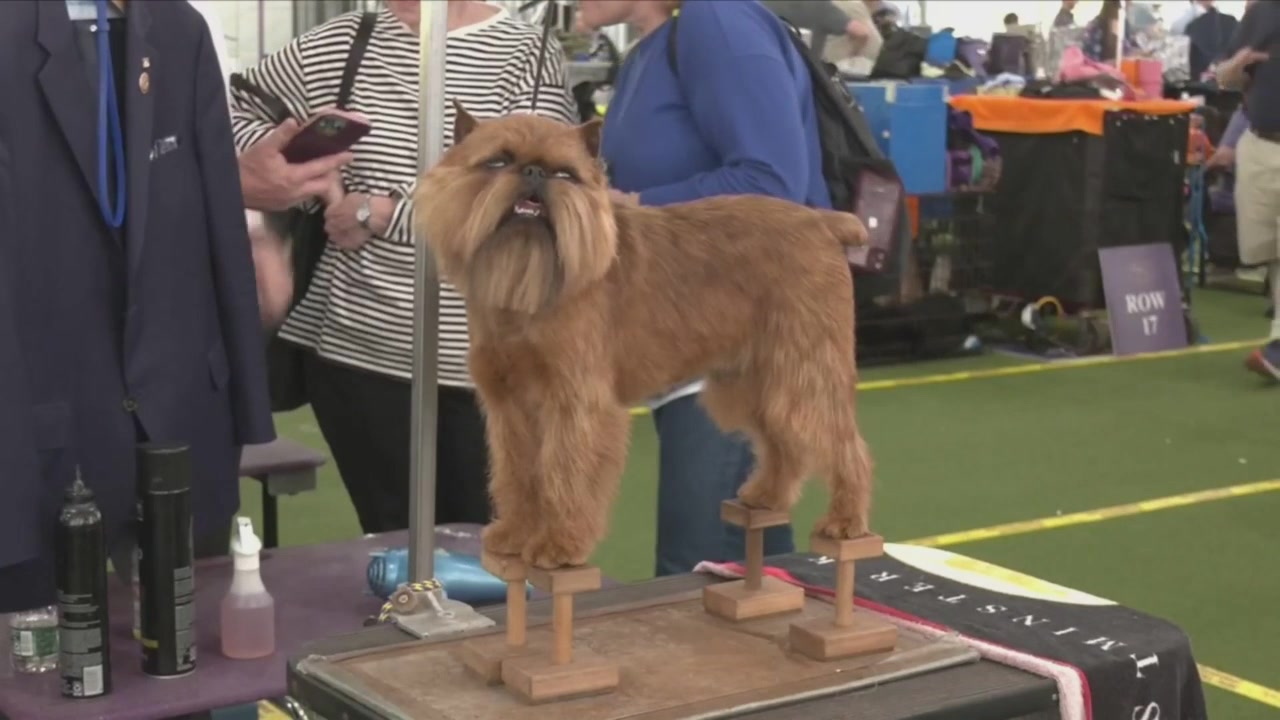 Cute pups compete at dog show & other Hot Topics – KNWA FOX24