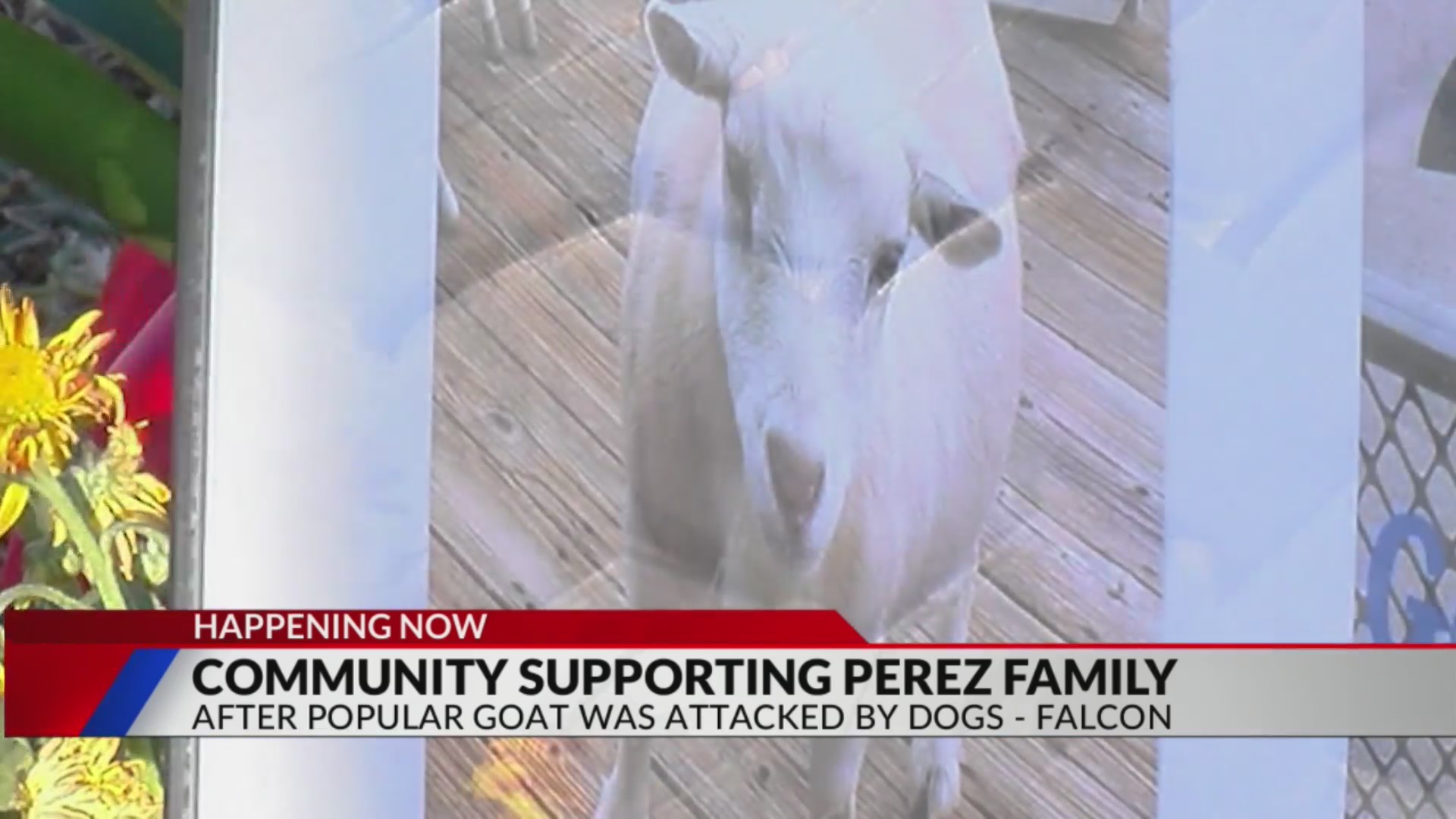 Owners speak out after beloved goat killed by loose dogs – FOX31 Denver