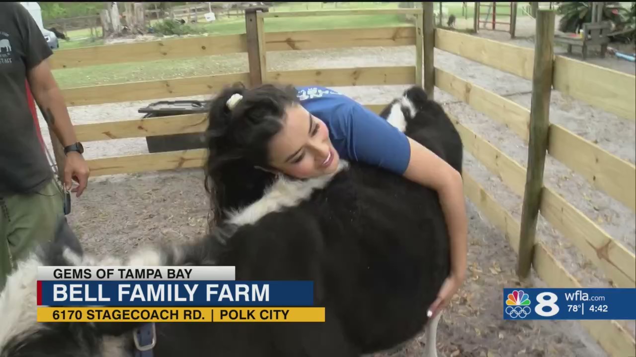 Cuddle up with adorable farm animals at this Gem of Tampa Bay – WFLA