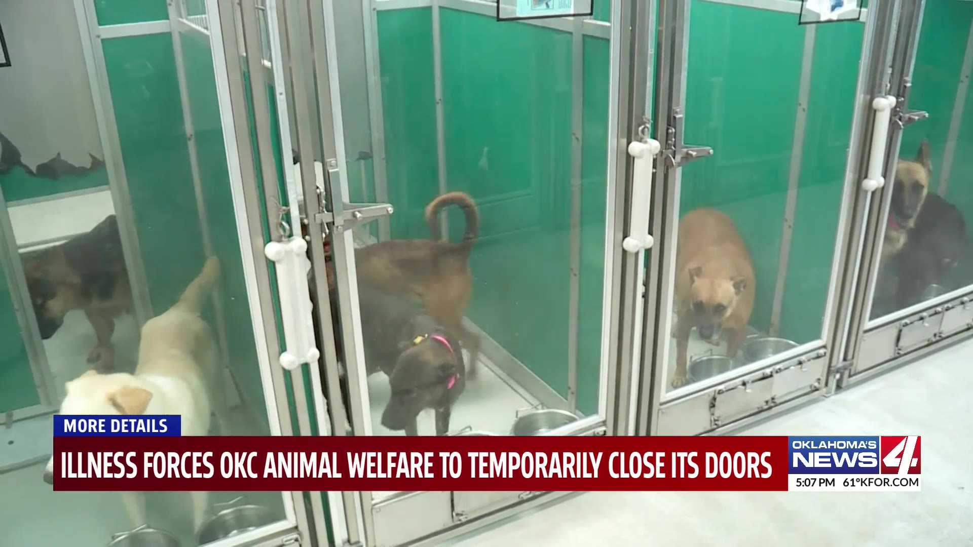 4 dogs killed, more than 100 sickened as infection races through ...