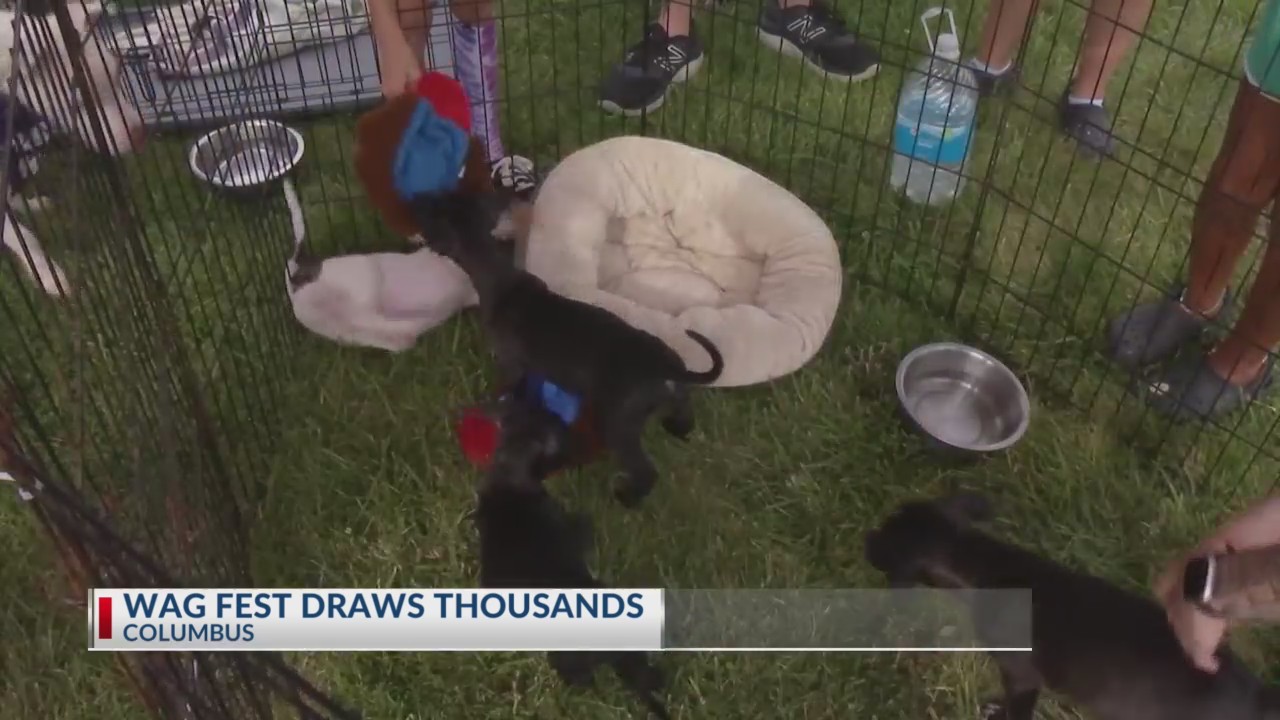 WAG Fest a good time for dogs, their humans – NBC4 WCMH-TV