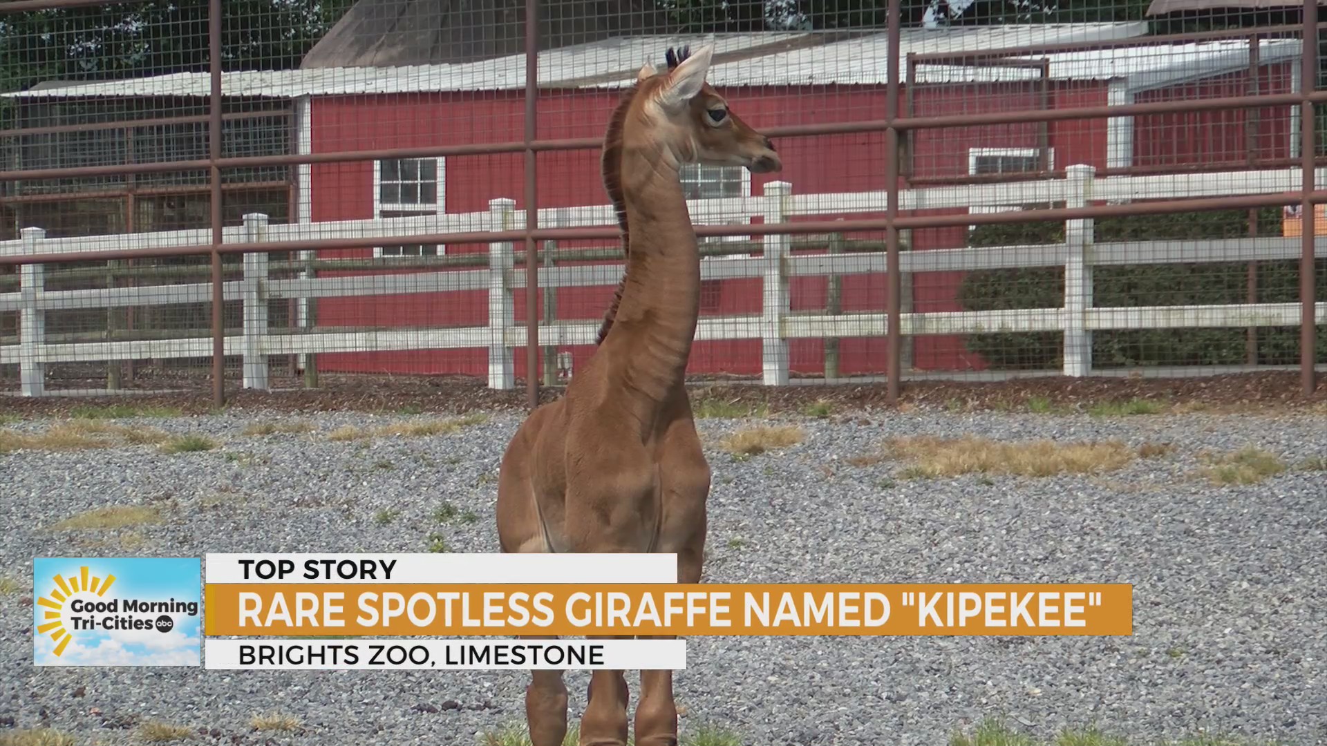 Brights Zoo’s spotless giraffe named Kipekee – NEWS10 ABC