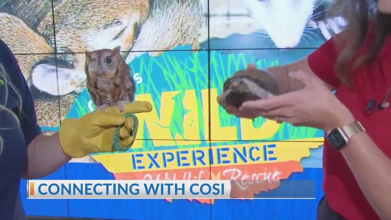 Connecting with COSI: New wildlife programs – NBC4 WCMH-TV