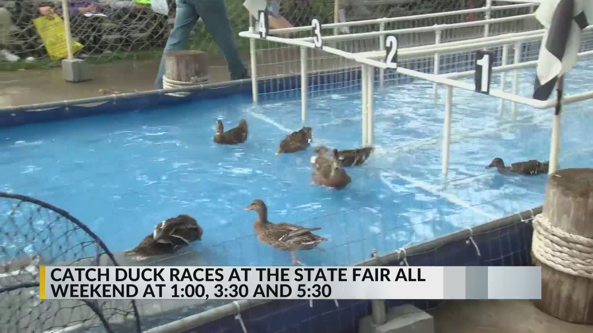 Ducks draw crowds at the fair’s Great American Duck Races – KRQE NEWS ...